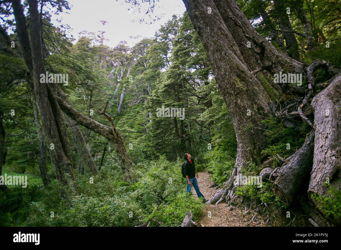 Chile, Conguillio National Park - visitor looks at a century old tree ...