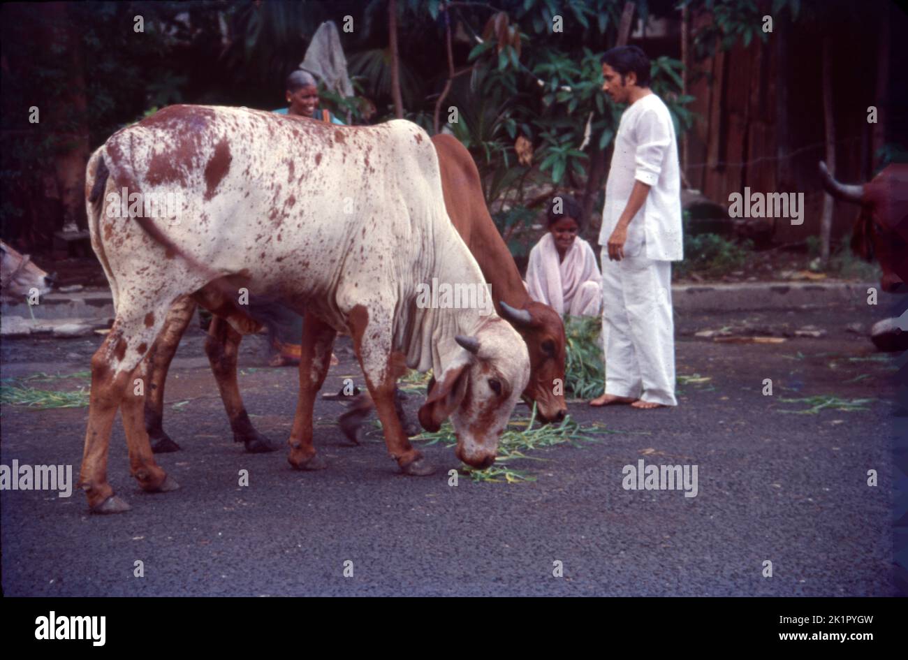 Hindu feeds grass hi-res stock photography and images - Alamy