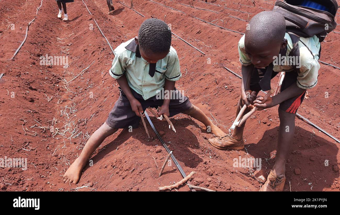 School kids were preparing their land to plant several fruit and ...