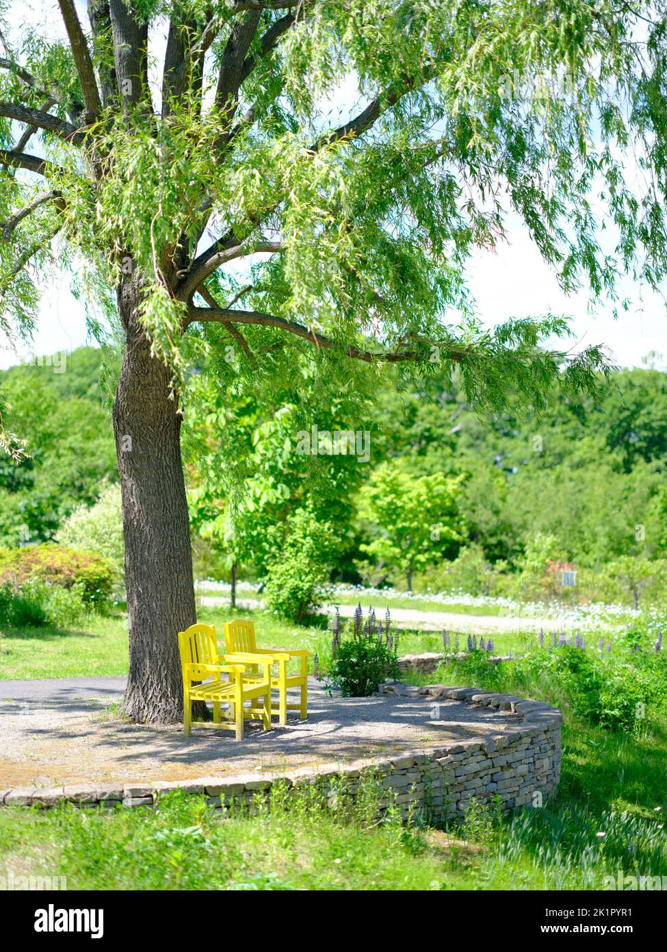 Vertical shot tree bench hi-res stock photography and images - Alamy