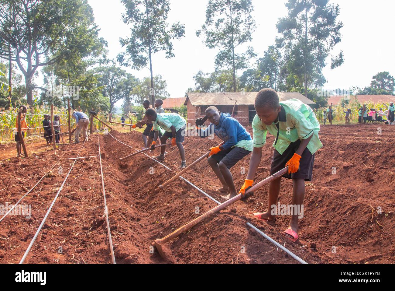School kids were preparing their land to plant several fruit and ...