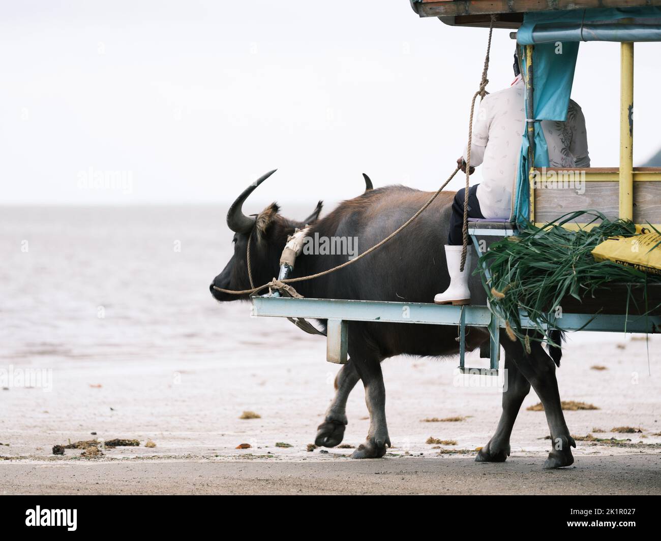 Water buffalo carriage Stock Photo - Alamy