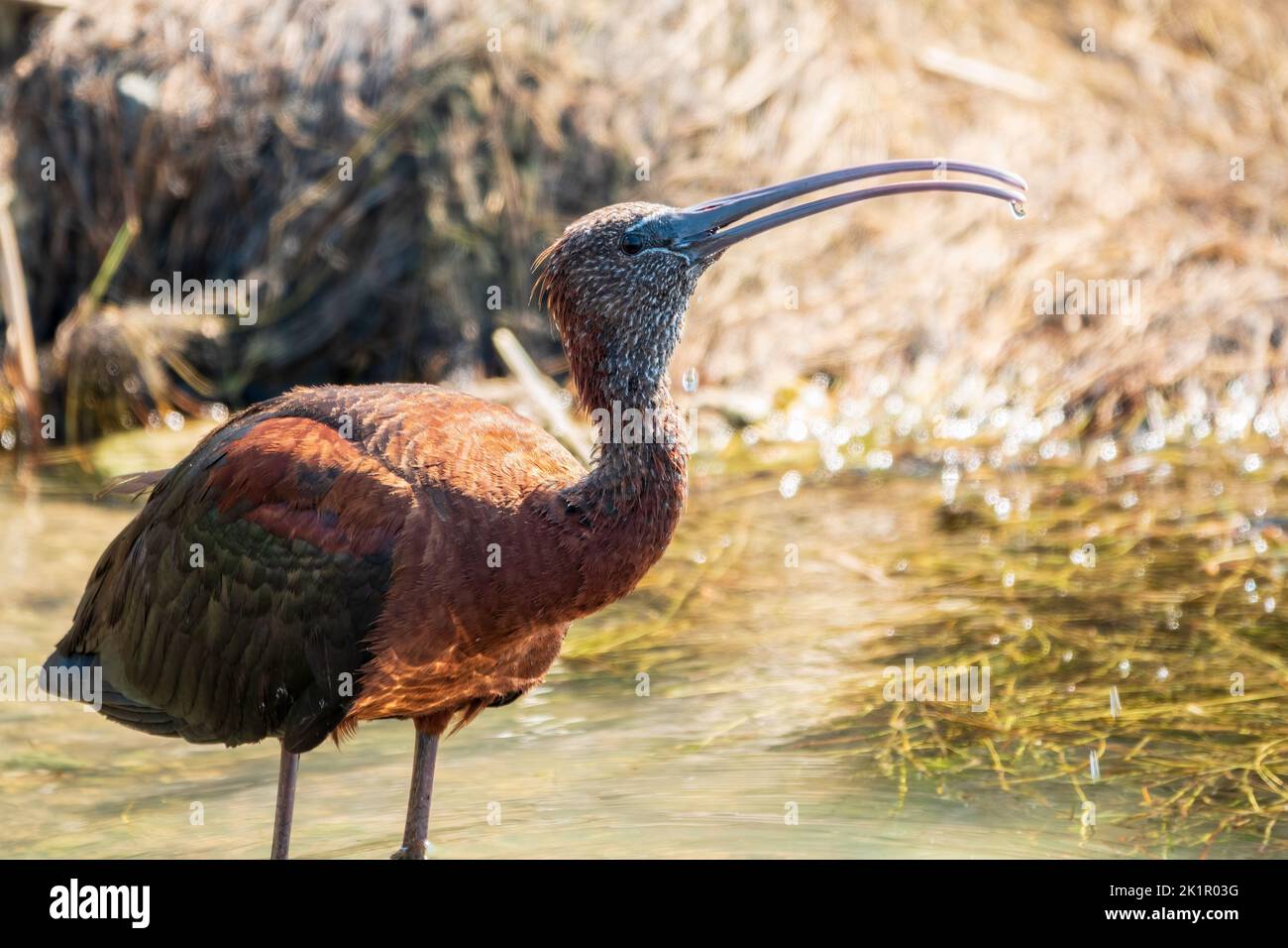 The glossy ibis, latin name Plegadis falcinellus, searching for food in ...