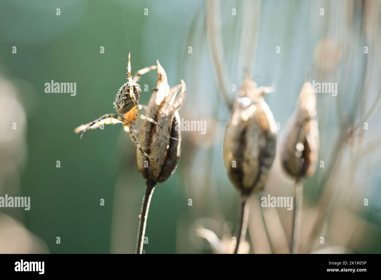 Cross spider crawling on a spider thread to a plant. Blurred background ...