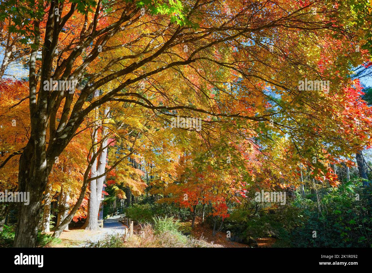 Japanese Fall Foliage Stock Photo - Alamy
