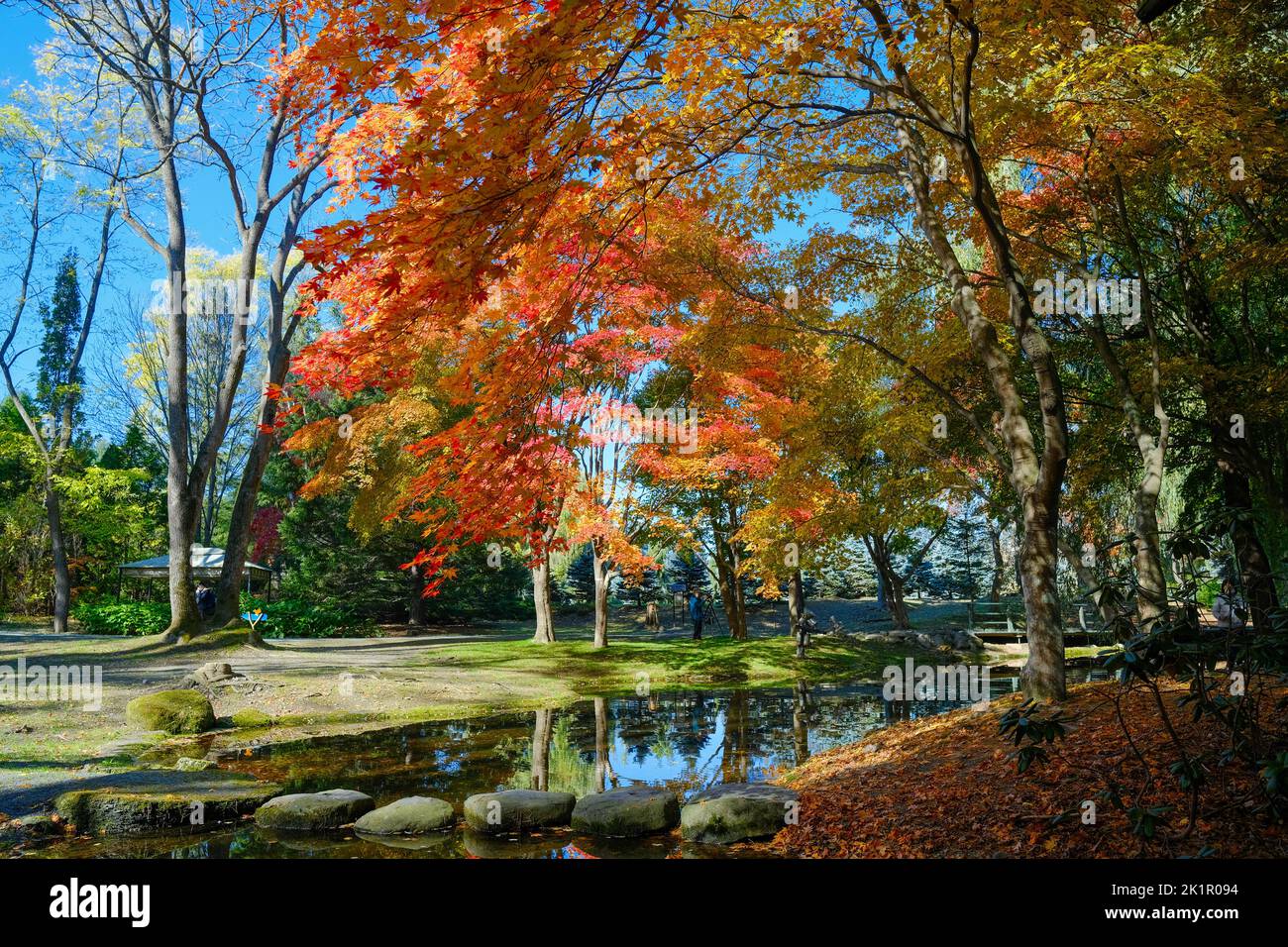 Japanese Fall Foliage Stock Photo - Alamy