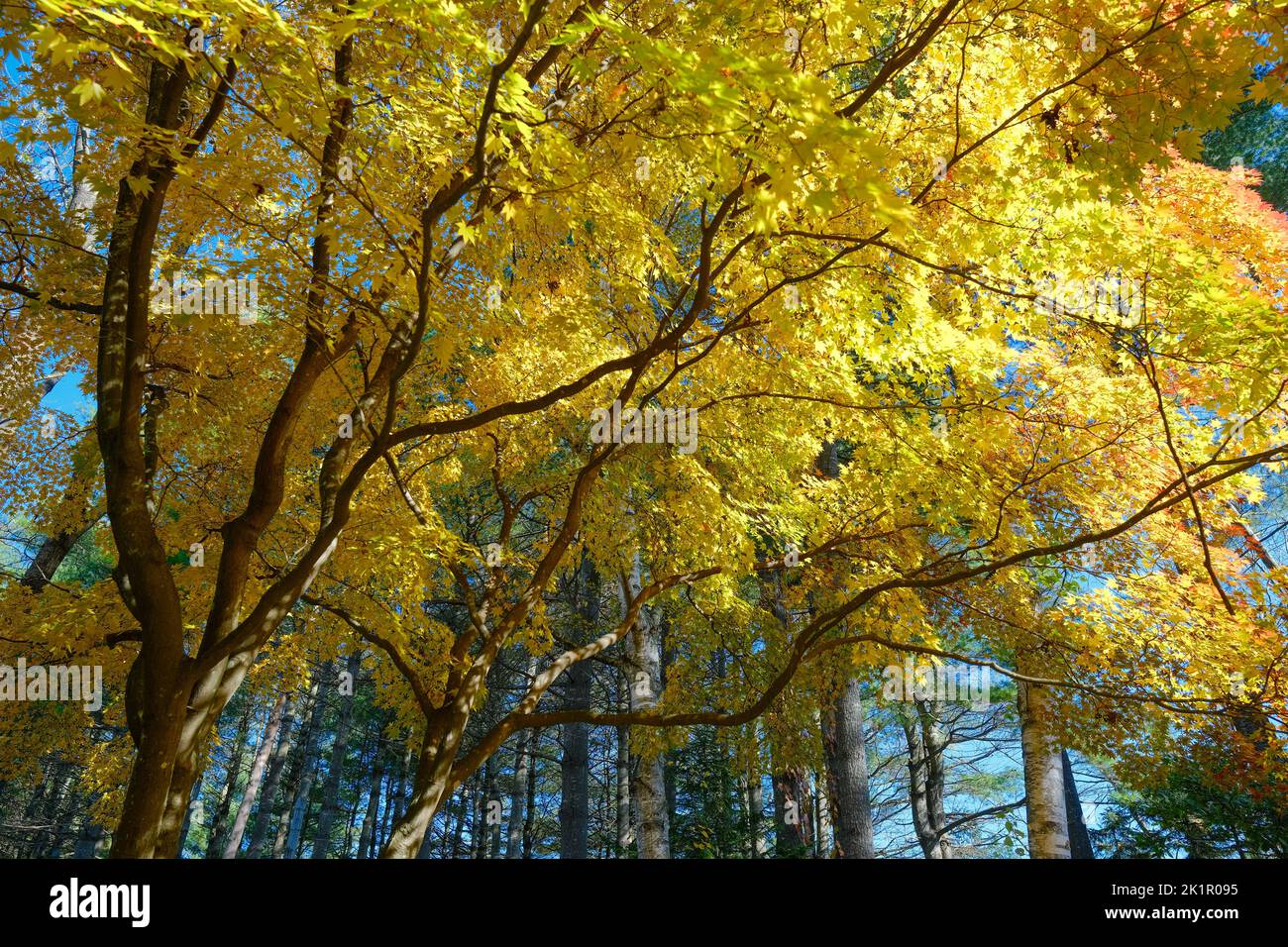 Japanese Fall Foliage Stock Photo - Alamy