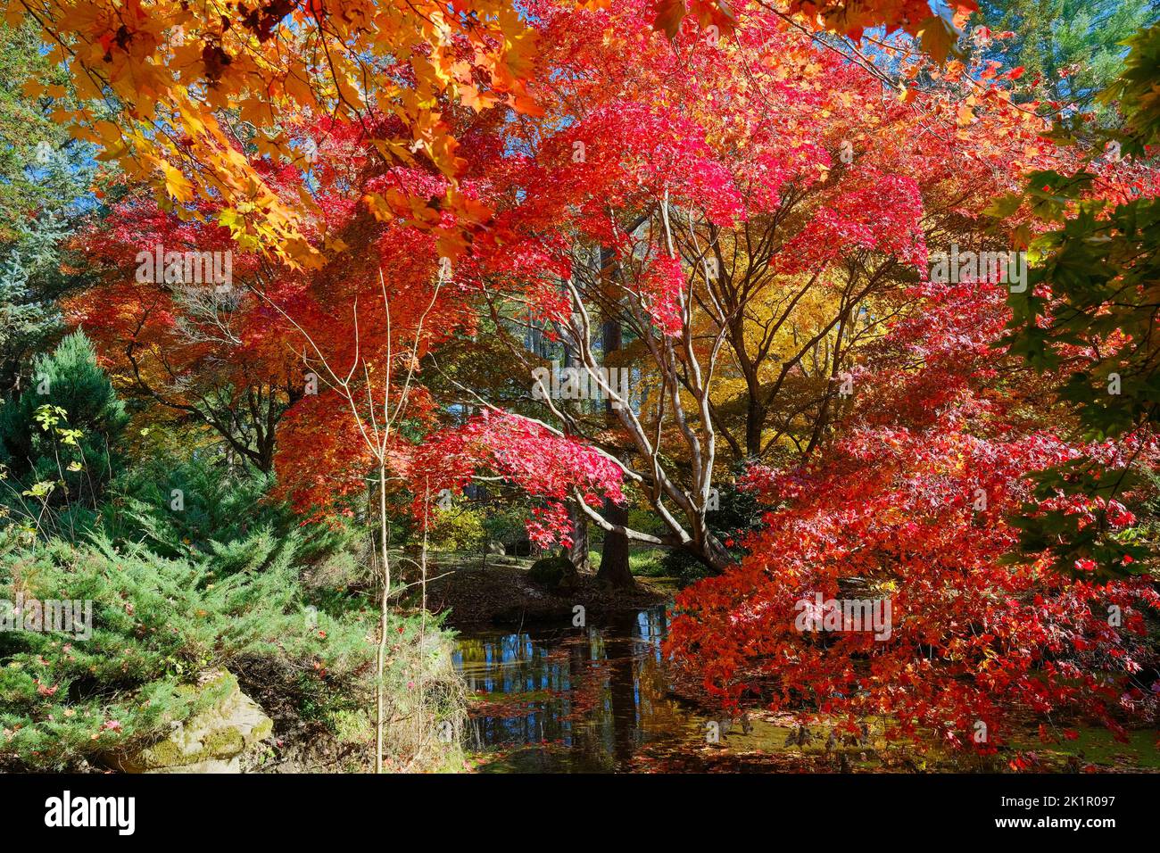 Japanese Fall Foliage Stock Photo - Alamy