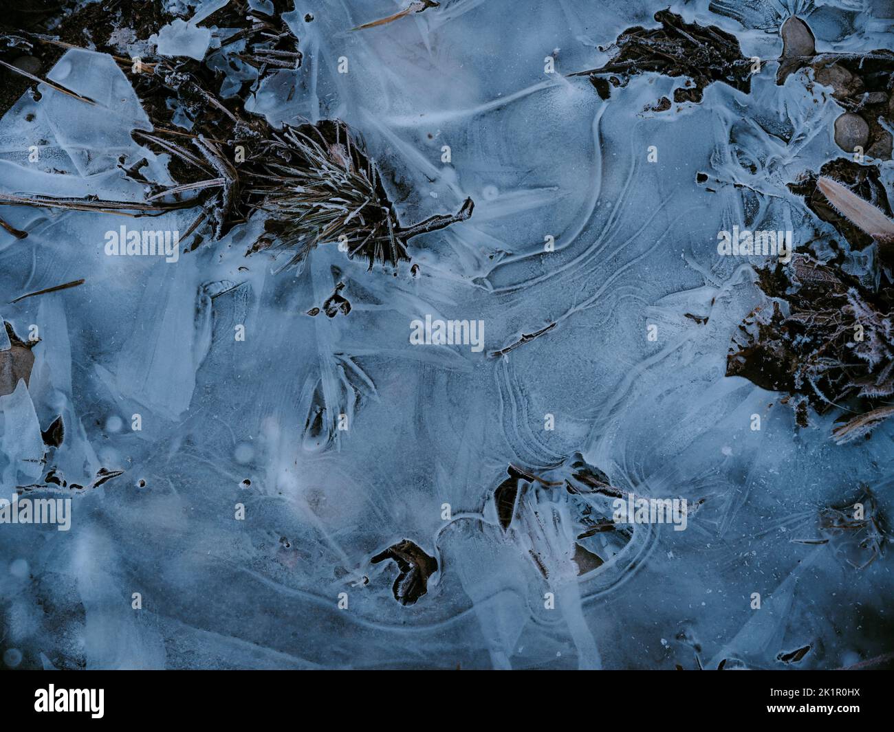 Dead Leaf in Winter Stock Photo - Alamy