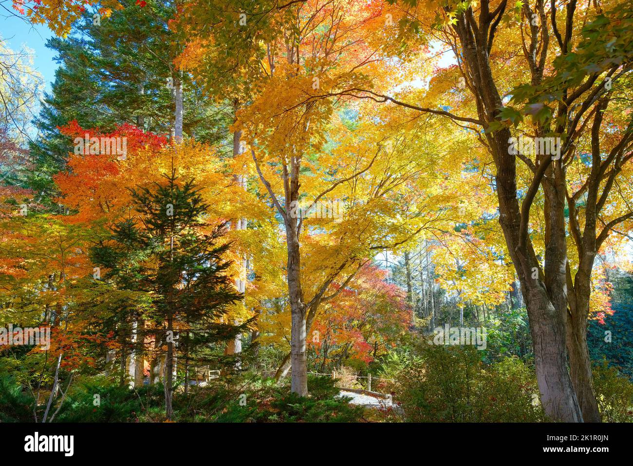Japanese Fall Foliage Stock Photo - Alamy