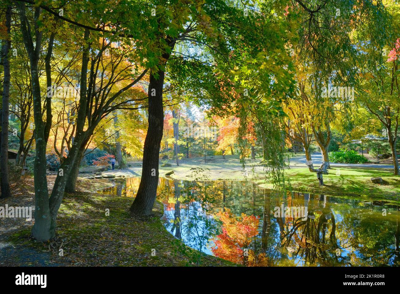 Japanese Fall Foliage Stock Photo - Alamy
