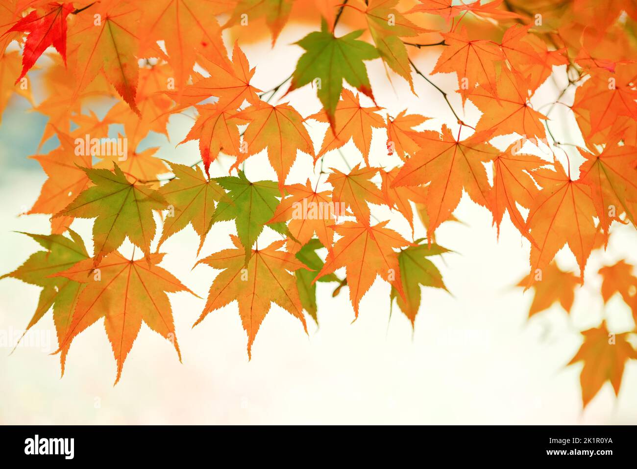 Japanese Fall Foliage Stock Photo - Alamy