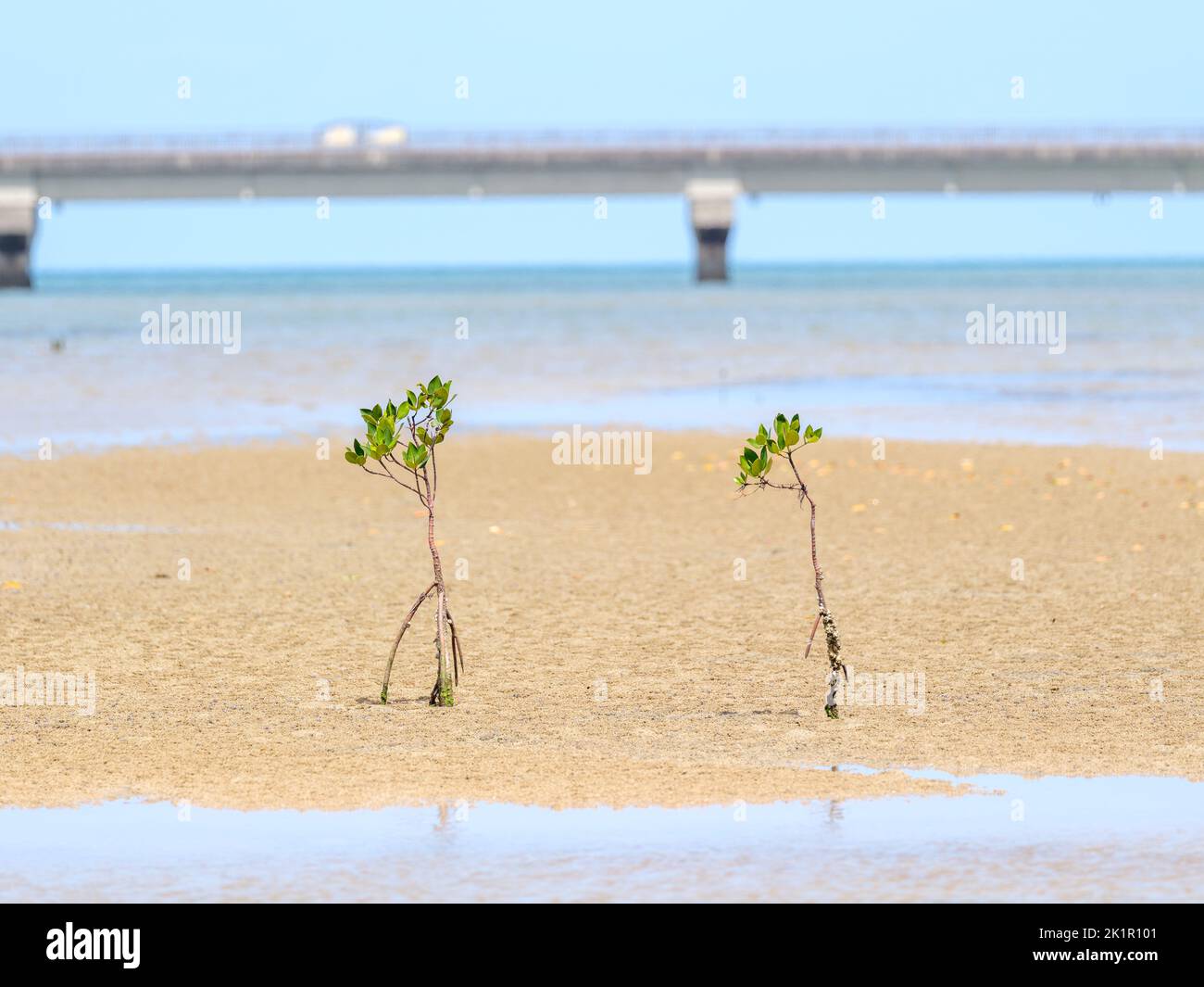 Mangrove Trees at Low Tide Stock Photo - Alamy