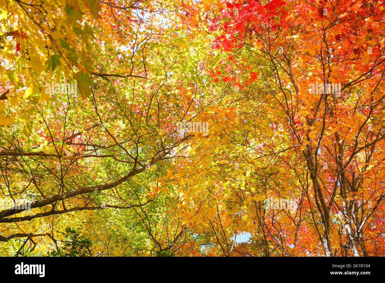Japanese Fall Foliage Stock Photo - Alamy