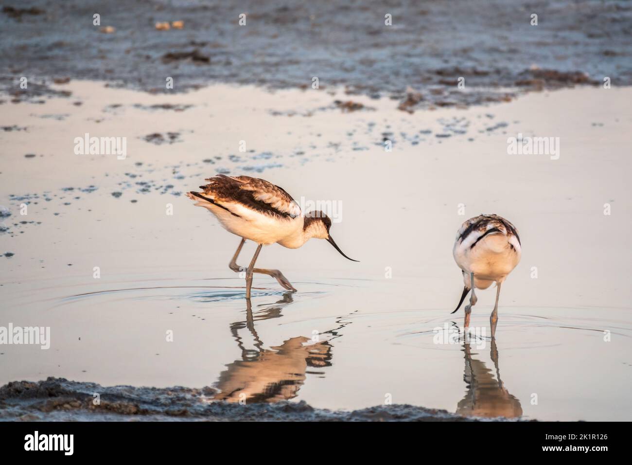 Two Water birds pied avocet, Recurvirostra avosetta, standing in the ...