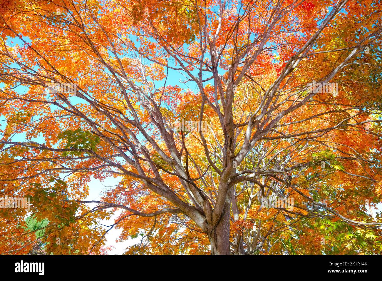 Japanese Fall Foliage Stock Photo - Alamy