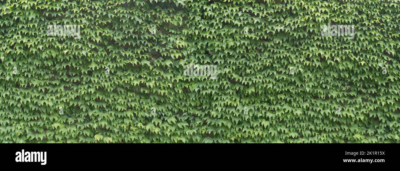 Green ivy covered wall texture background Stock Photo - Alamy