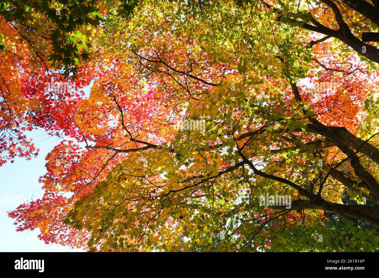 Japanese Fall Foliage Stock Photo - Alamy