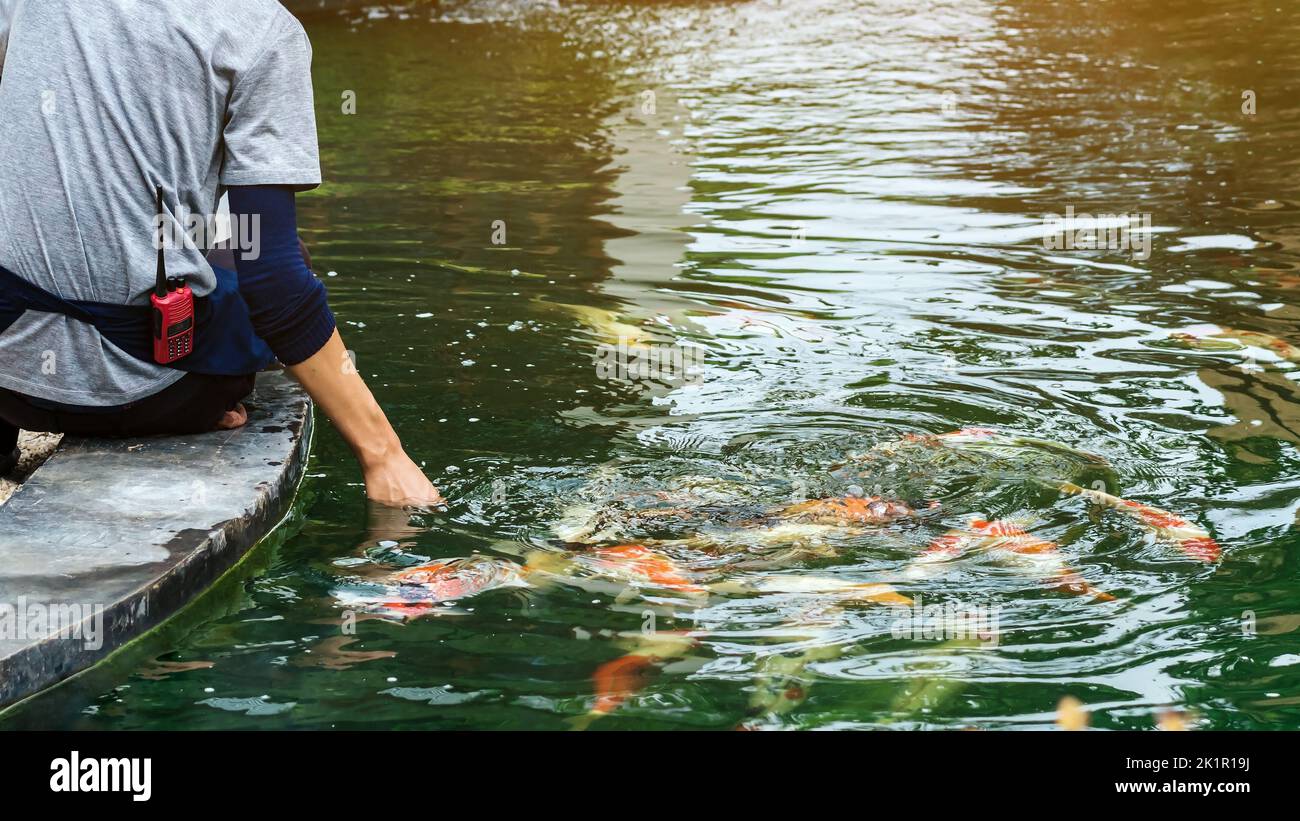 Asian male worker take care and feeding food by hand to his lovely pet ...
