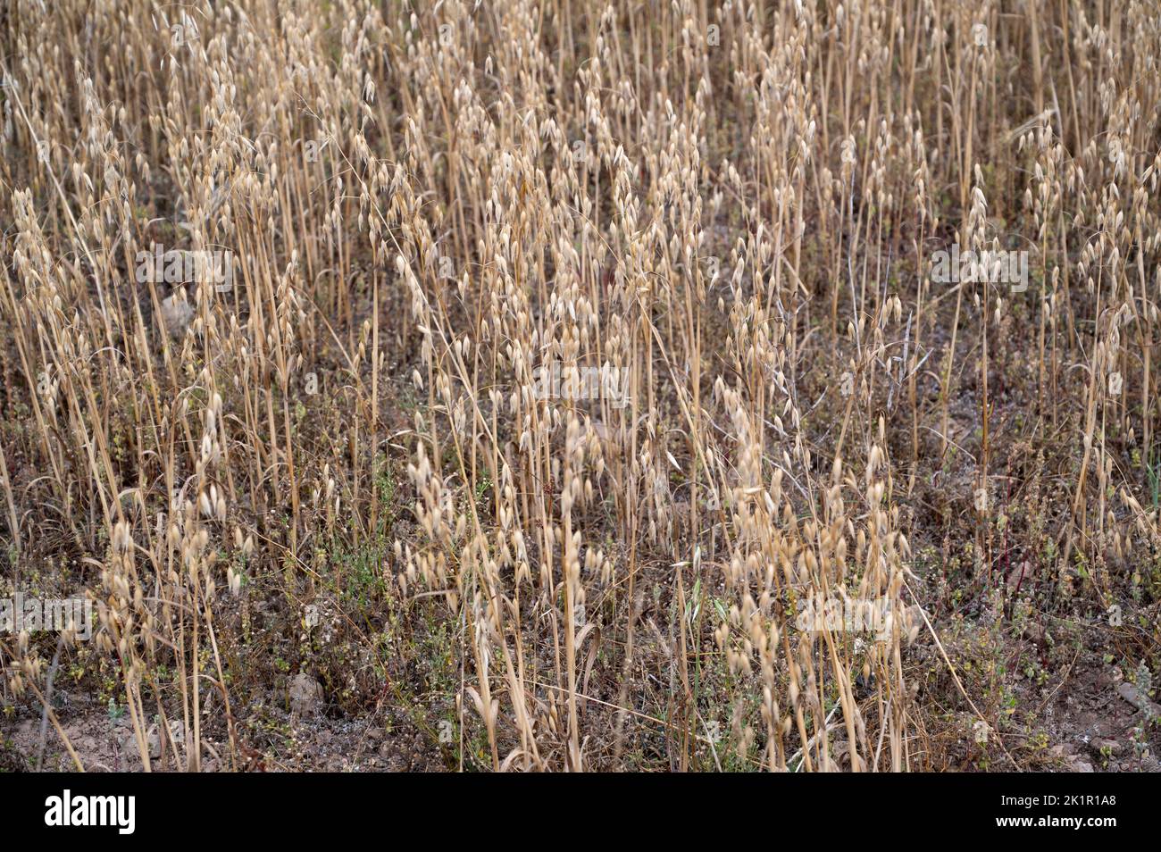 Wales, Pembrokeshire. Near Dale. Dried up oat plants after heatwave and ...