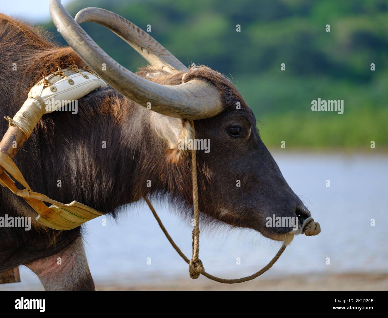 Water buffalo carriage Stock Photo - Alamy