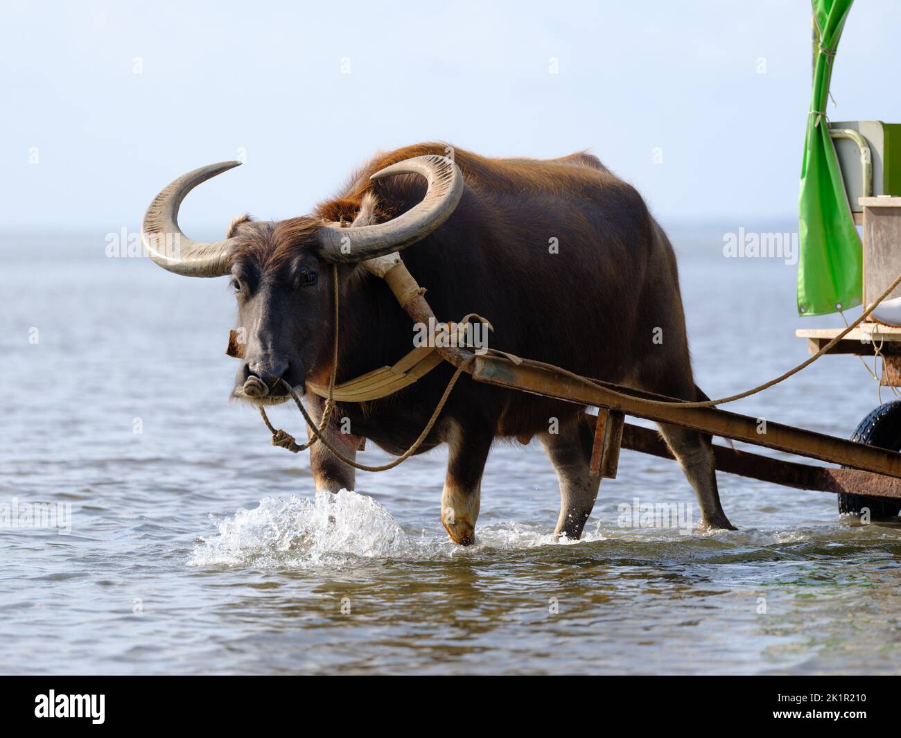 Water buffalo carriage Stock Photo - Alamy