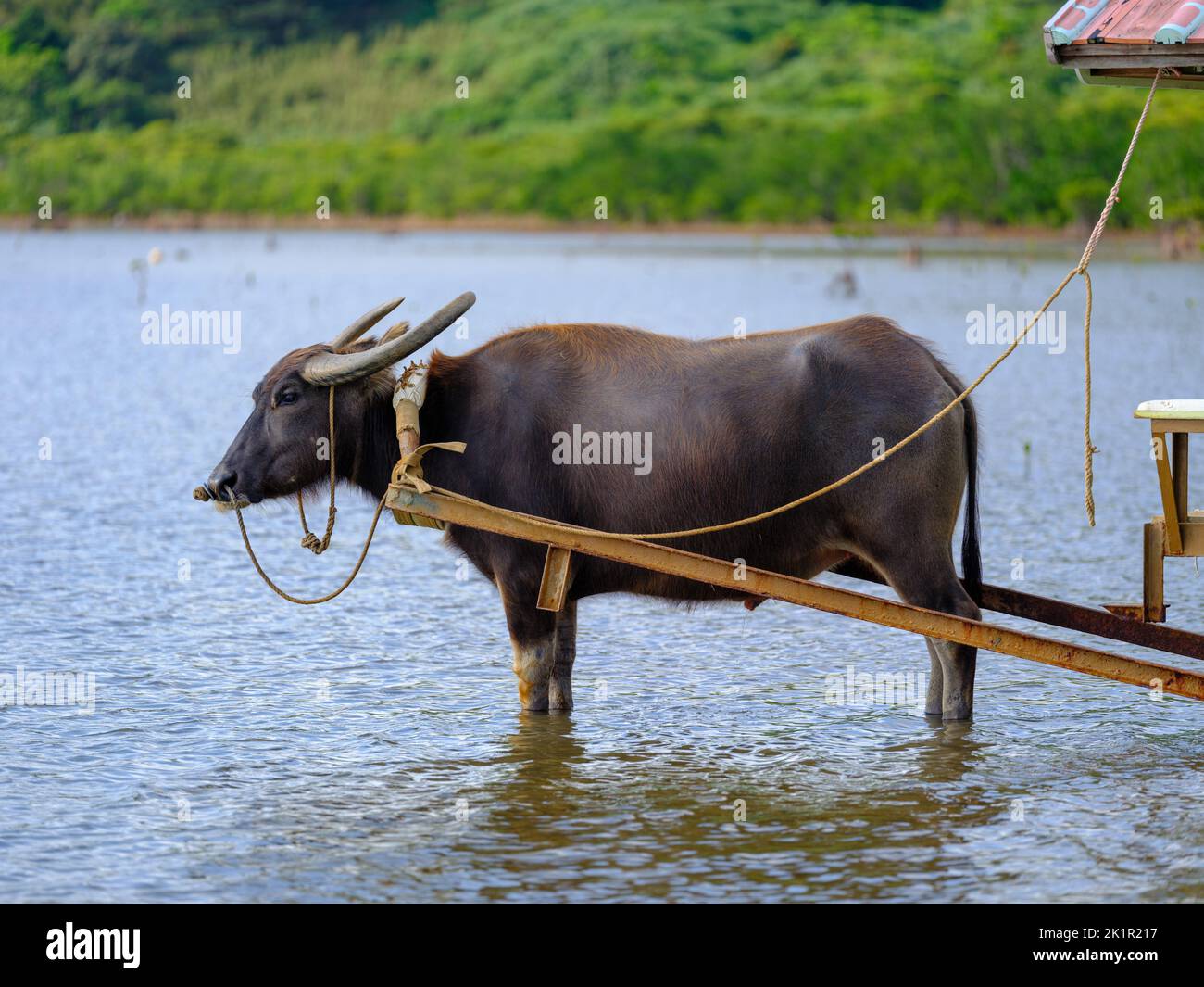 Water buffalo carriage Stock Photo - Alamy