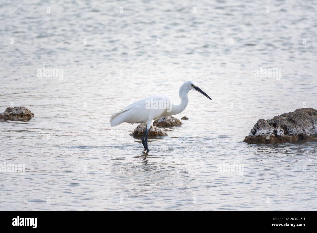 The small white heron or Little egret stands in the lake. Small White ...
