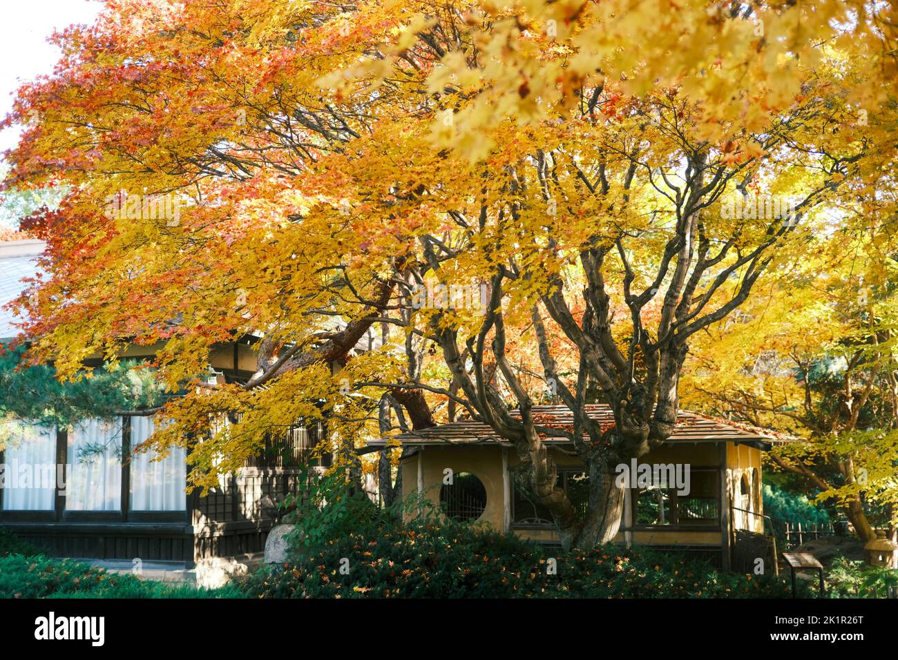 Japanese Fall Foliage Stock Photo - Alamy