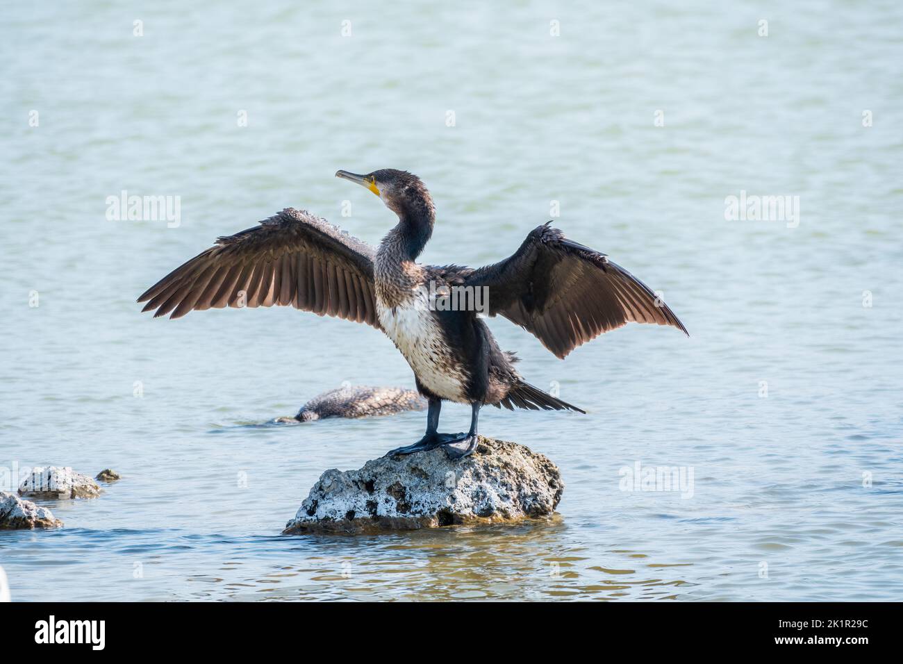 Great cormorant, Phalacrocorax carbo, sits on stone and dries its wings ...