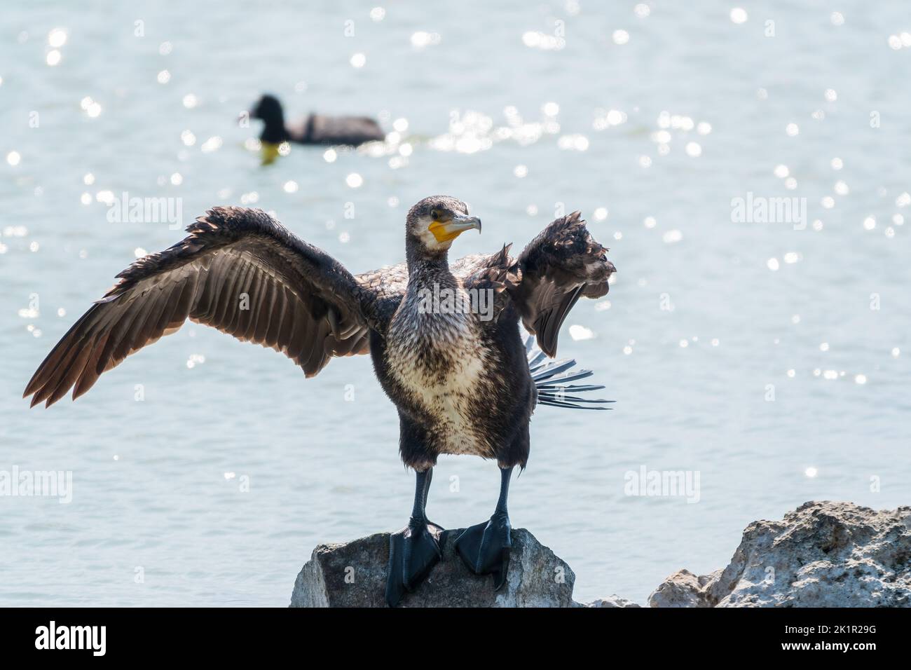 Great cormorant, Phalacrocorax carbo, sits on stone and dries its wings ...