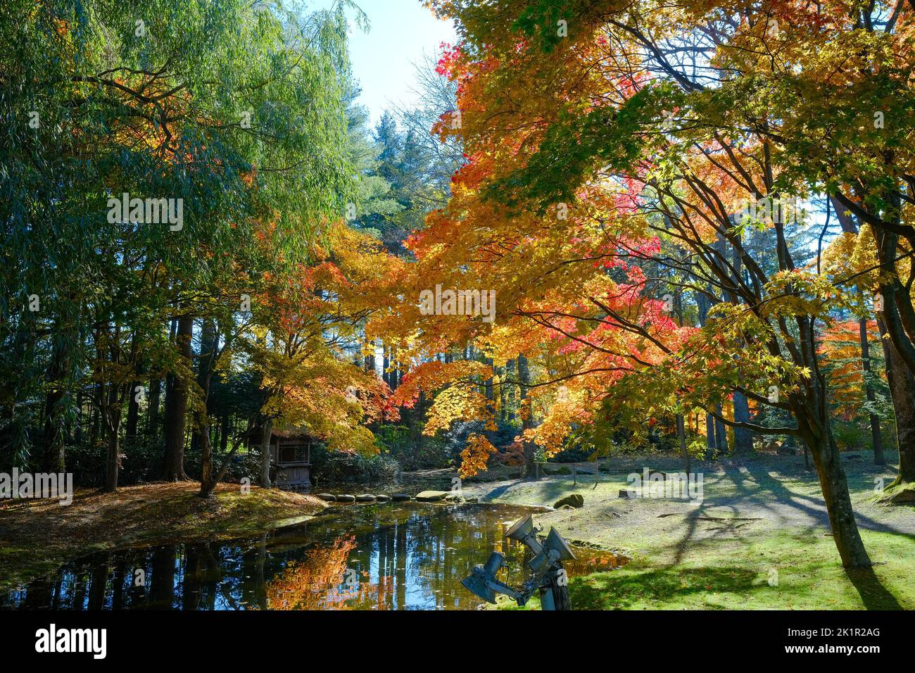 Japanese Fall Foliage Stock Photo - Alamy