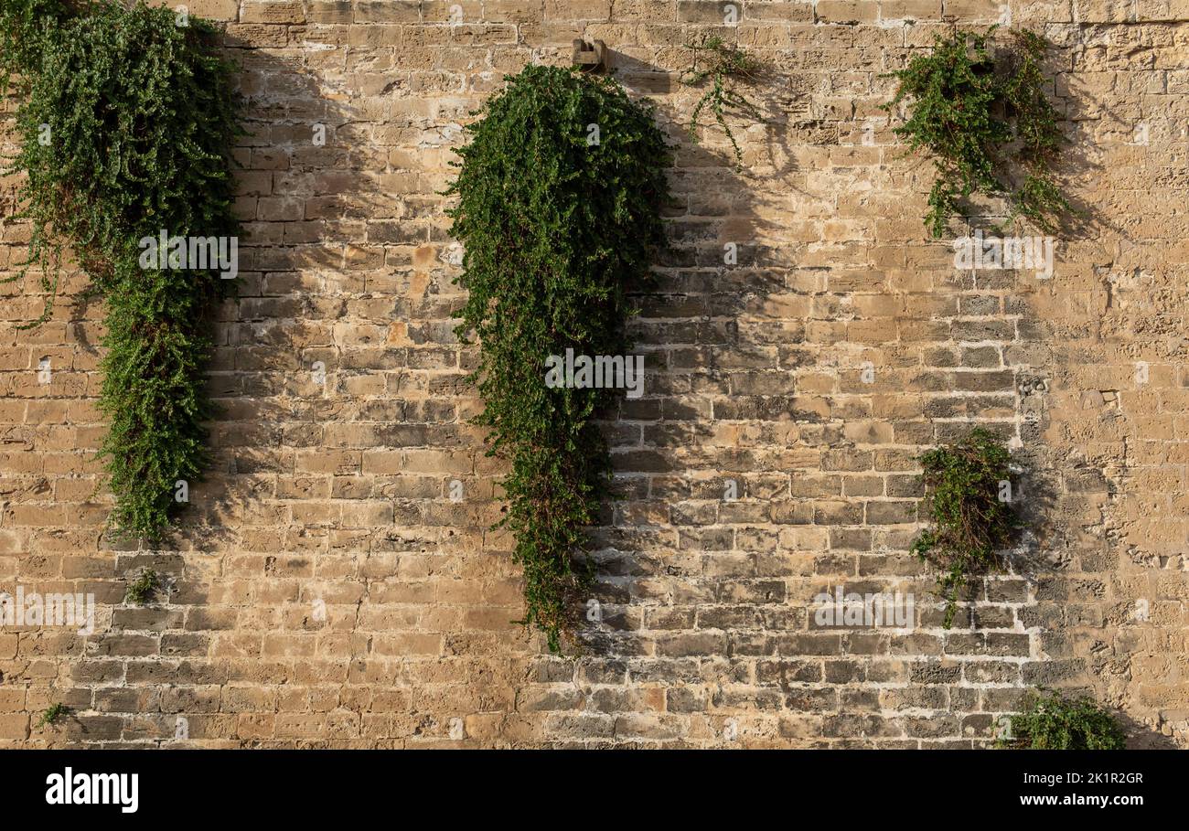 Caper plant hanging on the medieval stone wall of the historic center ...