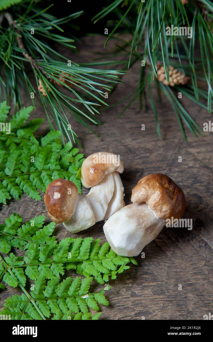 Porcini mushrooms (cep, porcino or king bolete, usually called Boletus ...
