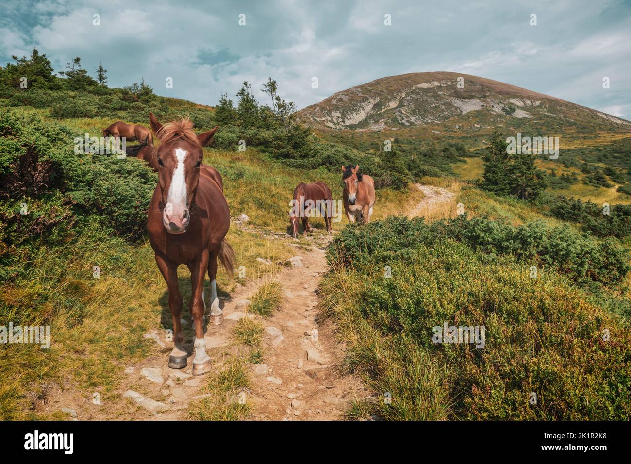 Wild horses on the alpine trail. Scene in the Carpathian mountains ...