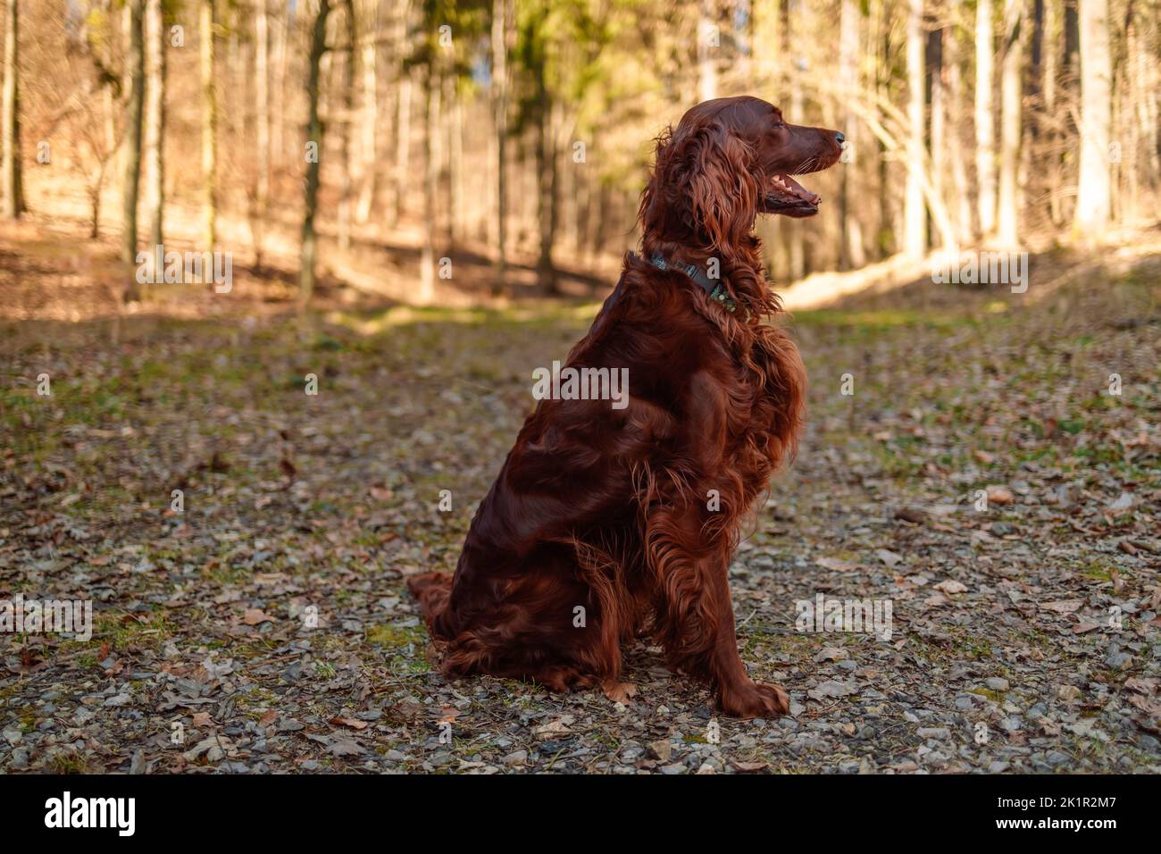 Setter Gordon portrait in nature Stock Photo - Alamy