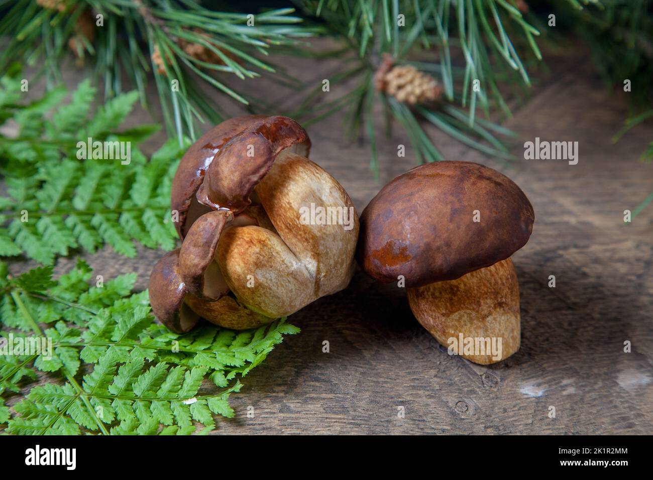 Autumn composition of several boletus badius, imleria badia or bay ...
