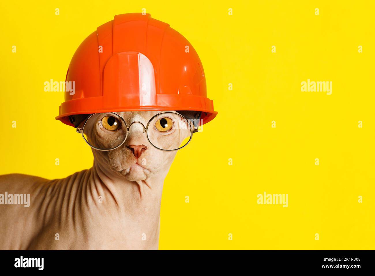 Sphynx cat in glasses and a construction helmet on a yellow background ...