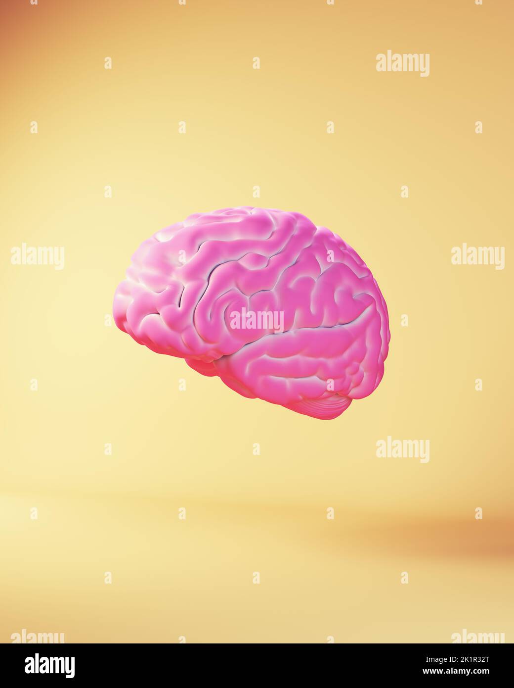 Pink Blue Brain human Medical Neurology Anatomy Thinking Mind Intelligence Idea Concept with ...