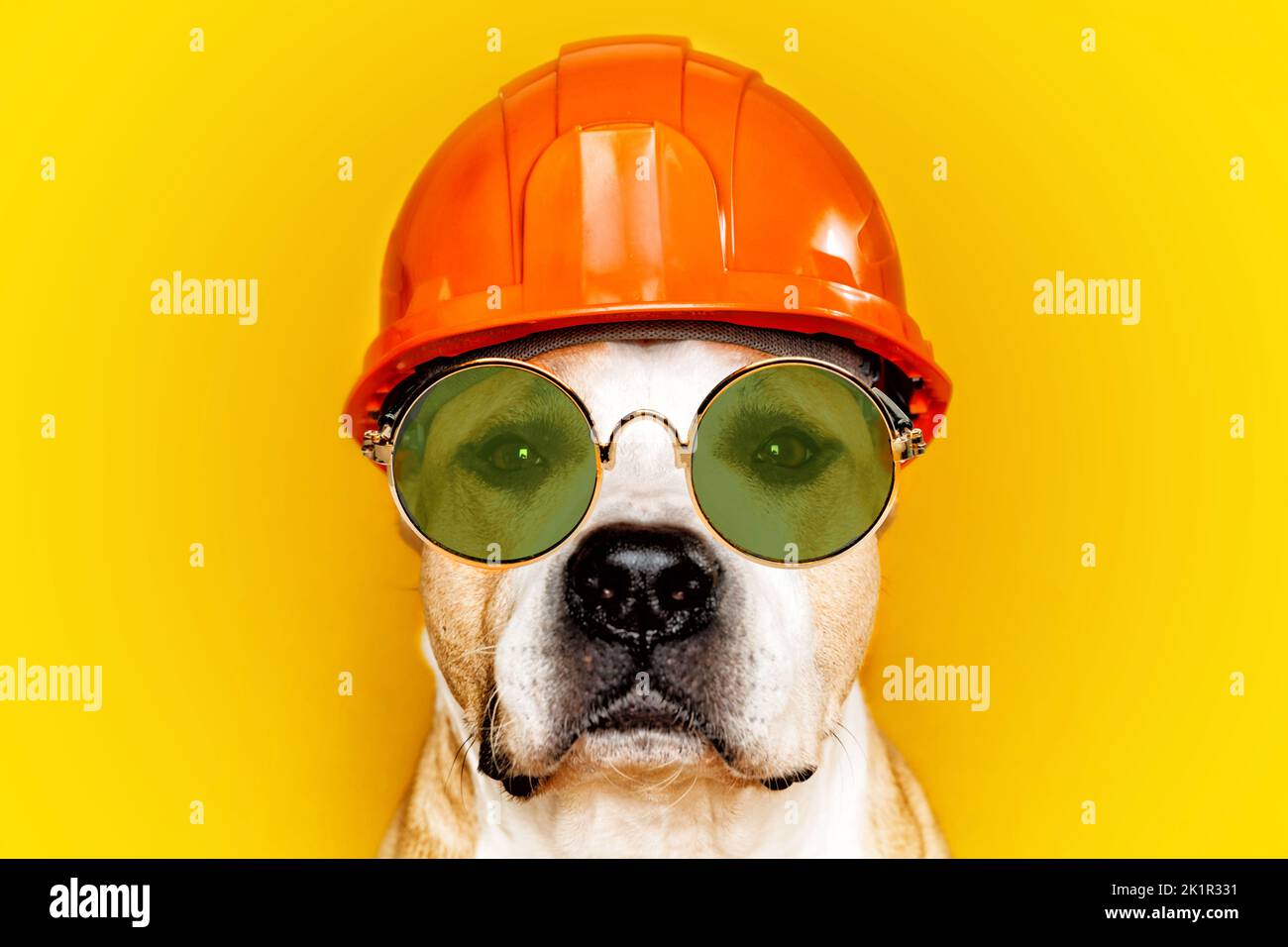 dog breed american staffordshire terrier in sunglasses and a ...