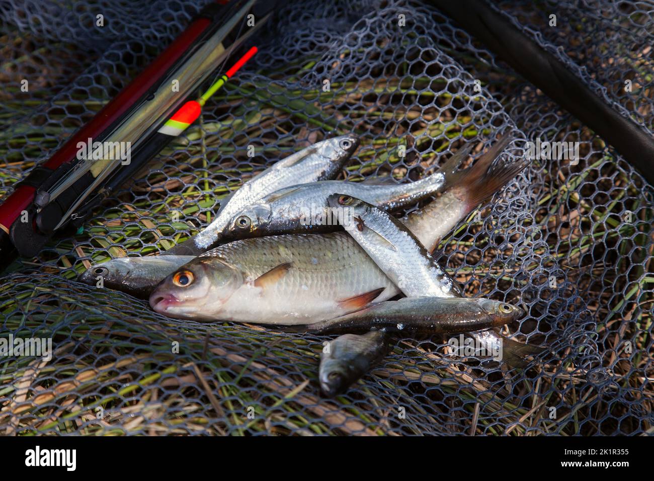 Catching fish. A lot of bleak known as Alburnus Alburnus and common ...