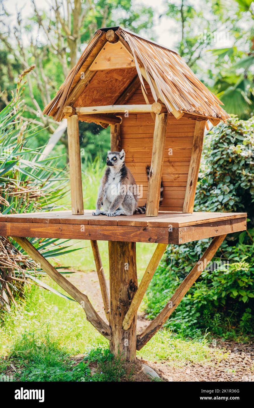 A vertical shot of a ring-tailed lemur, Lemur catta sitting in a small ...