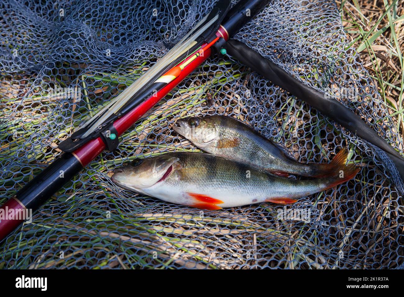 Catching fish. Several fish of Common perch or European perch known as ...