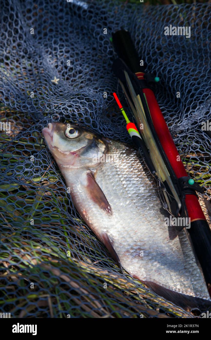 Catching fish - big freshwater common bream known as bronze bream or ...