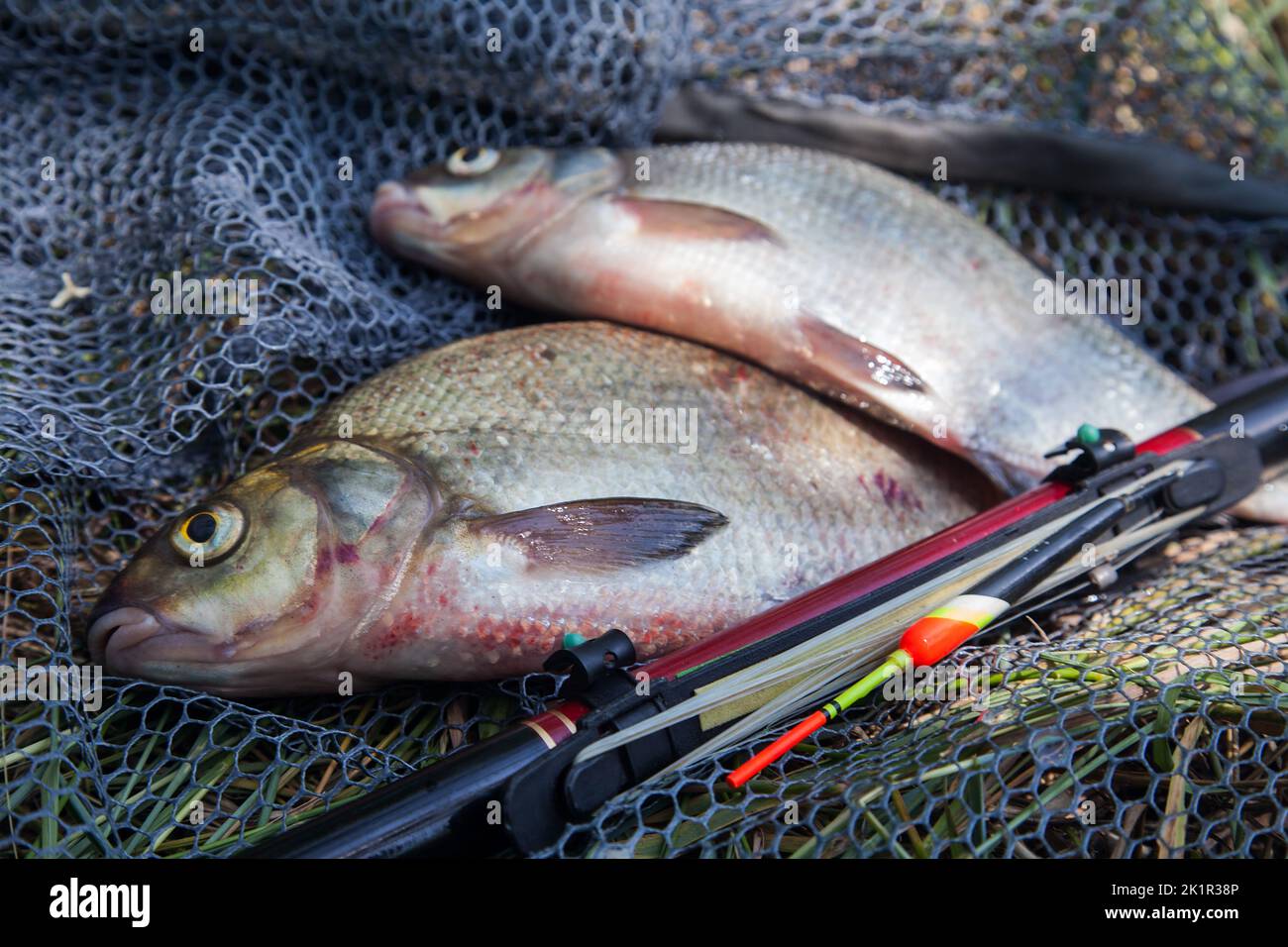 Catching fish - two big freshwater common bream known as bronze bream ...