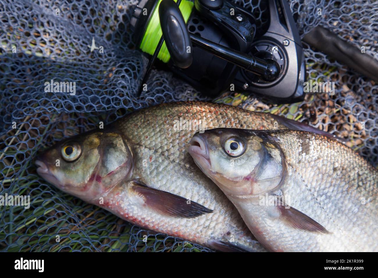 Catching fish - two big freshwater common bream known as bronze bream ...