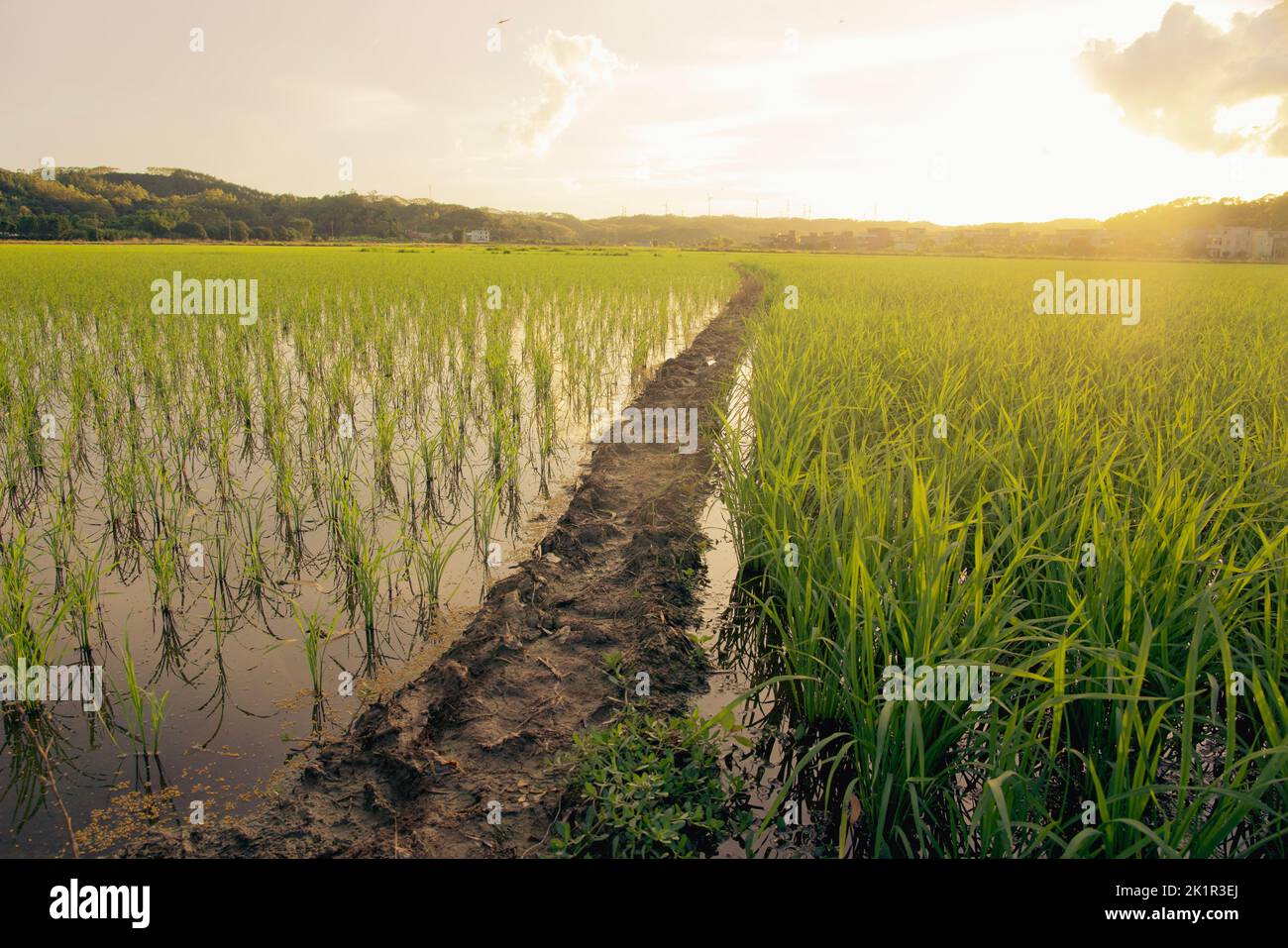 Beautiful rice fields water in hi-res stock photography and images - Alamy