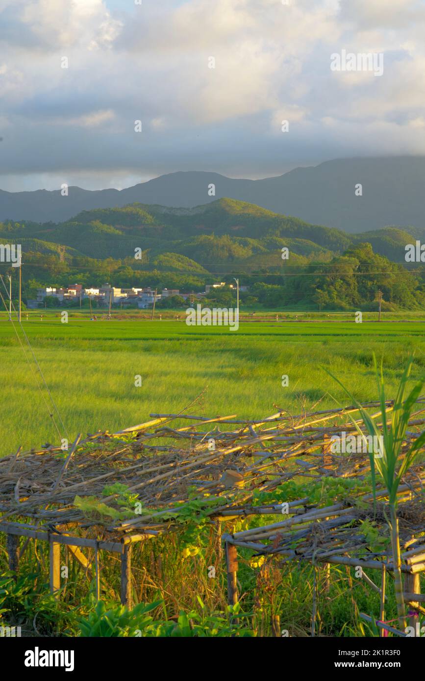 Beautiful rice fields water in hi-res stock photography and images - Alamy
