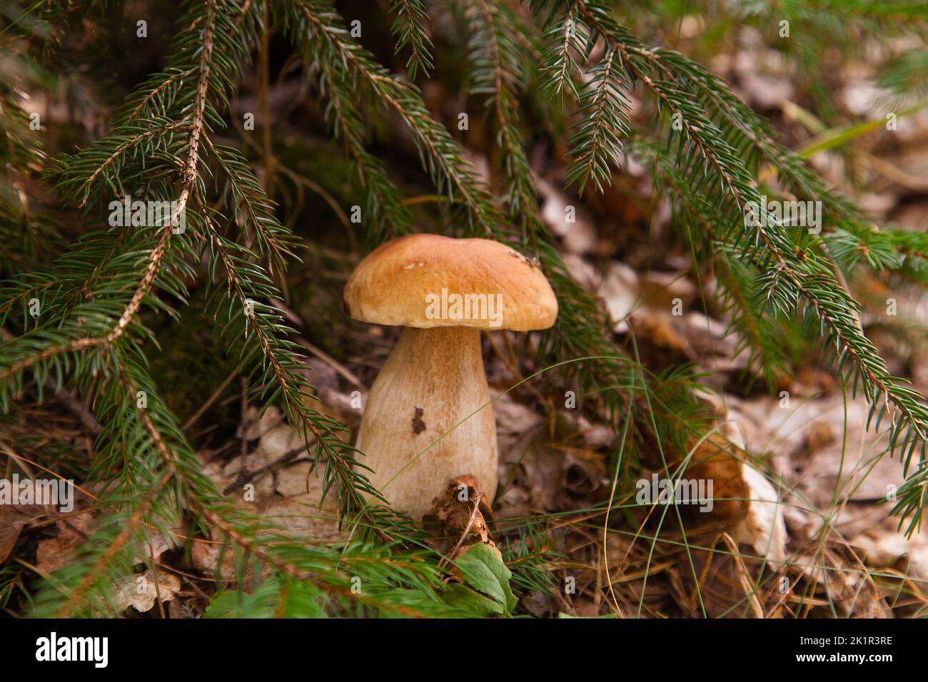 Boletus mushroom in the wild. Porcini mushroom (cep, porcino or king ...