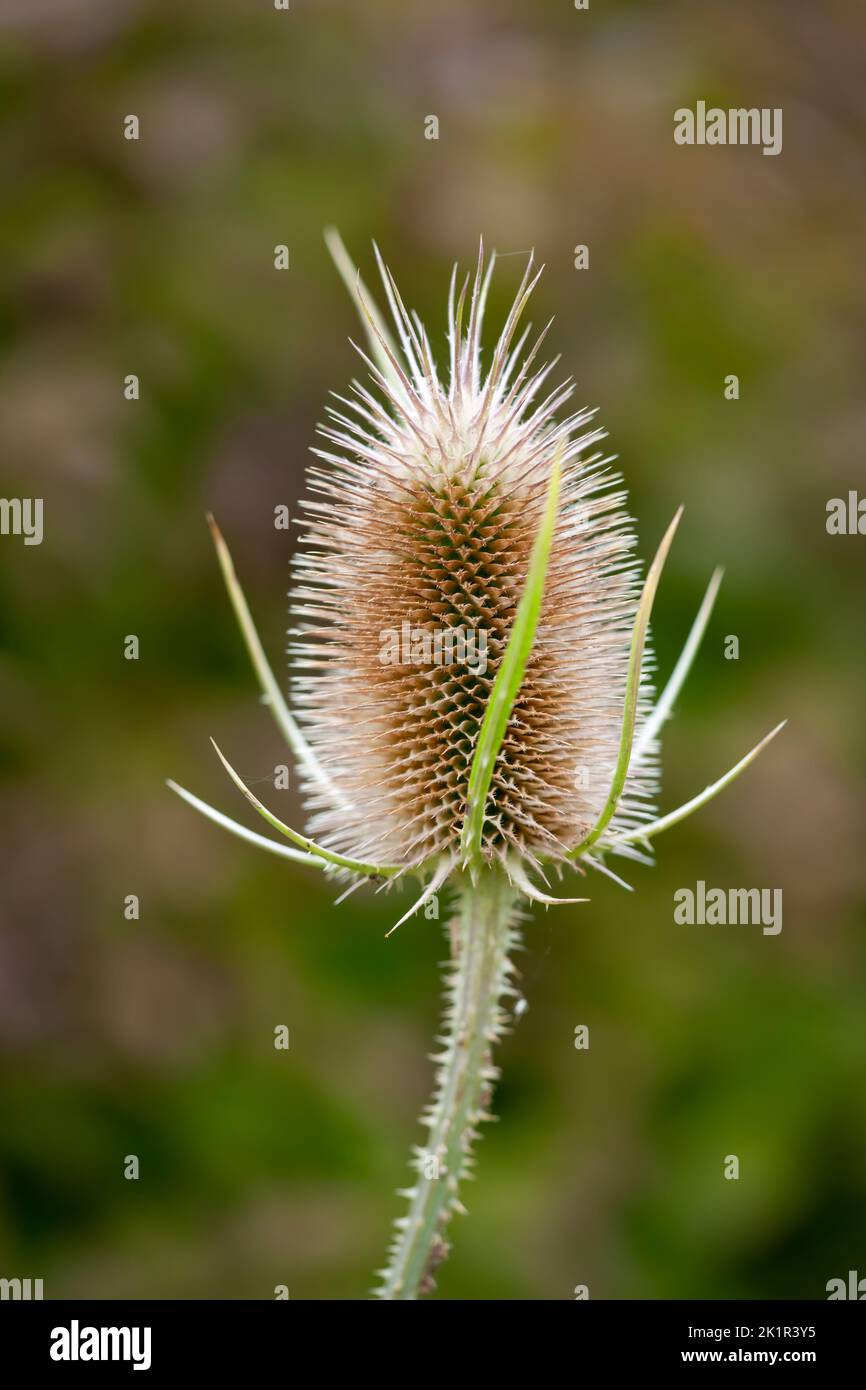 Common teasel plants hi-res stock photography and images - Alamy